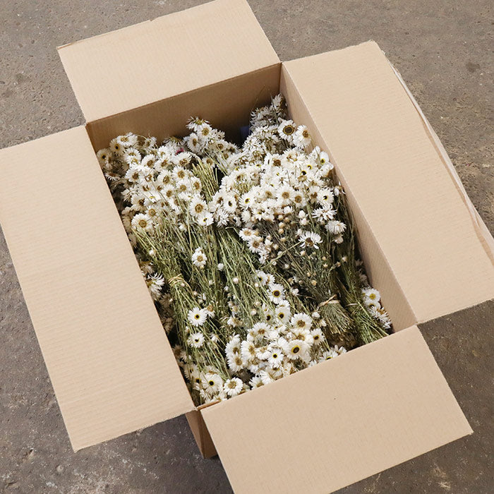 White Acroclinium - Box of 30 – LSF Wholesale