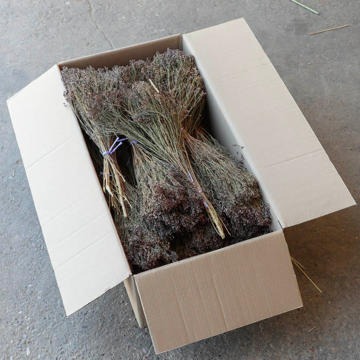 Purple Bloom Broom Bunches (Dyed) - Box of 25 – LSF Wholesale