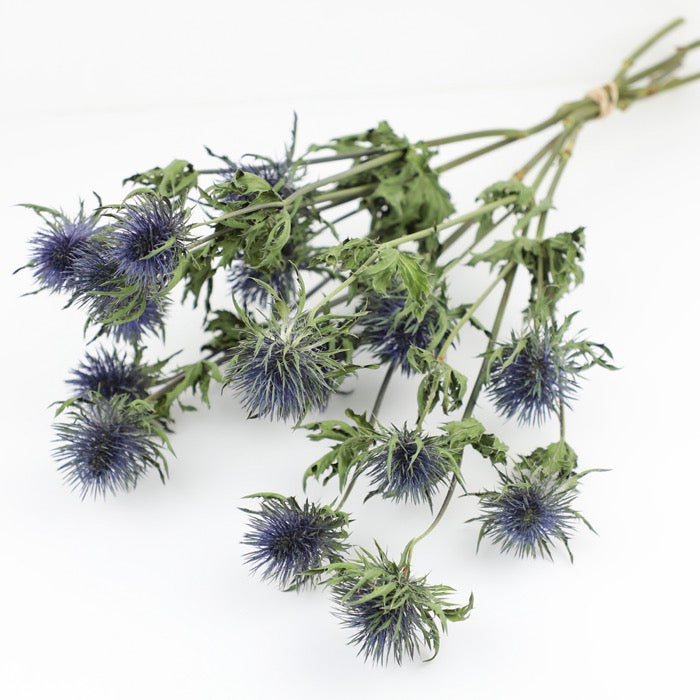 Giant Thistle (Eryngium) Bunch – LSF Wholesale