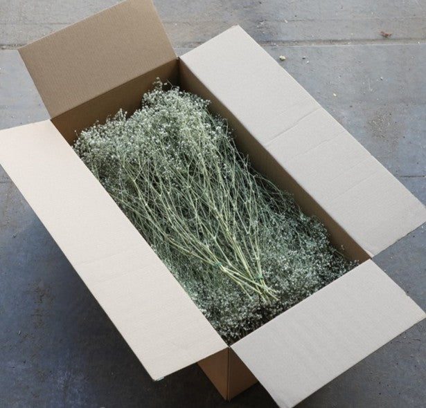 Gypsophila - Box of 25 – LSF Wholesale