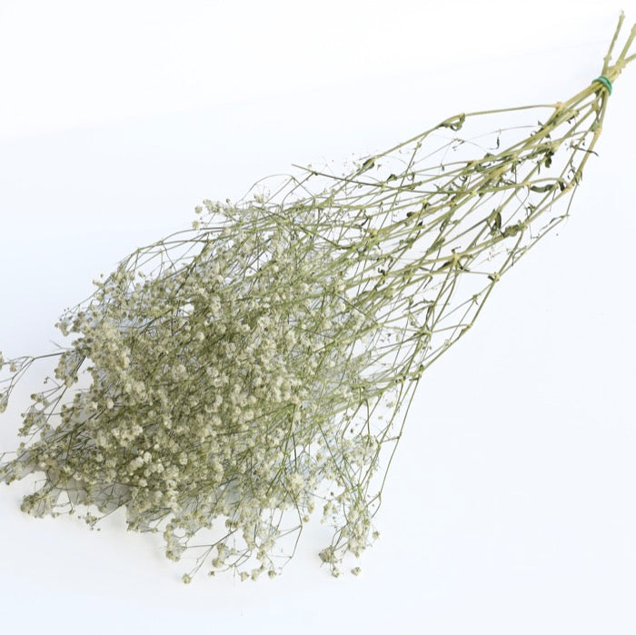 Gypsophila Bunch – LSF Wholesale