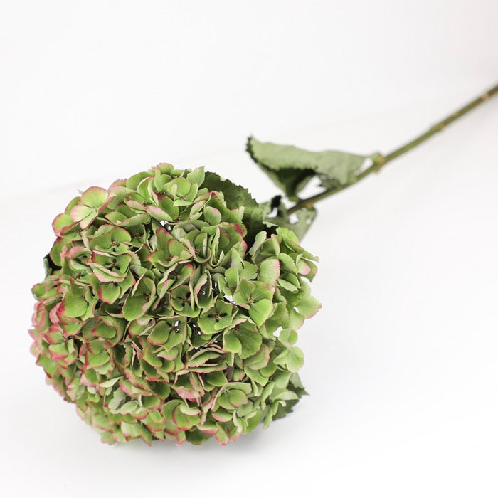 Dried Green Hydrangea Head – LSF Wholesale