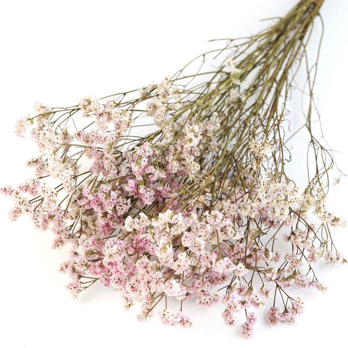 Light Pink Limonium Bunch – LSF Wholesale