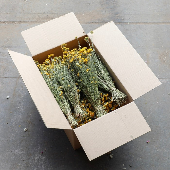 Yellow Lonas - Box of 10 – LSF Wholesale
