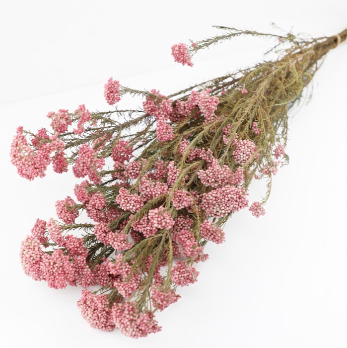 Pink Rice Flower Bunch – LSF Wholesale