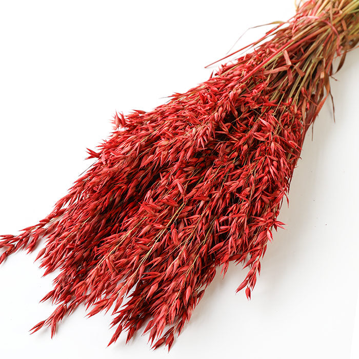 Red Avena Oats Bunch (Dyed) – LSF Wholesale