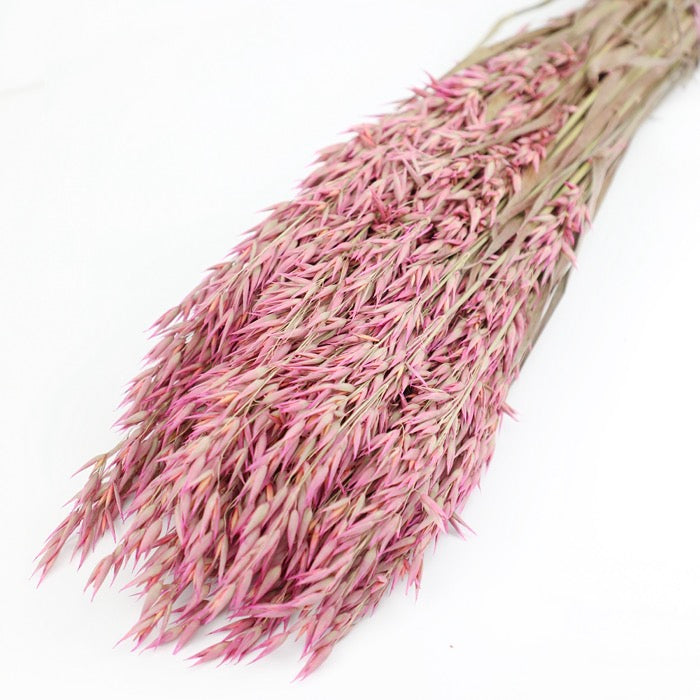 Pink Avena Oats Bunch (Dyed) – LSF Wholesale