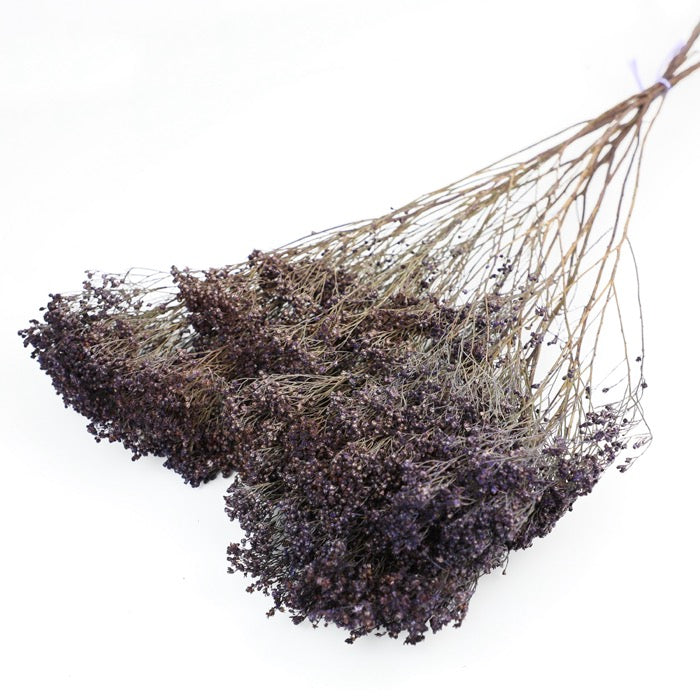 Purple Broom Bloom Bunch (Dyed) – LSF Wholesale