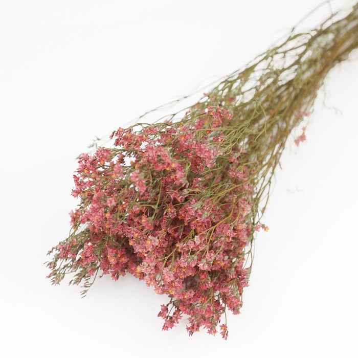 Coral Pink Limonium Bunch – LSF Wholesale