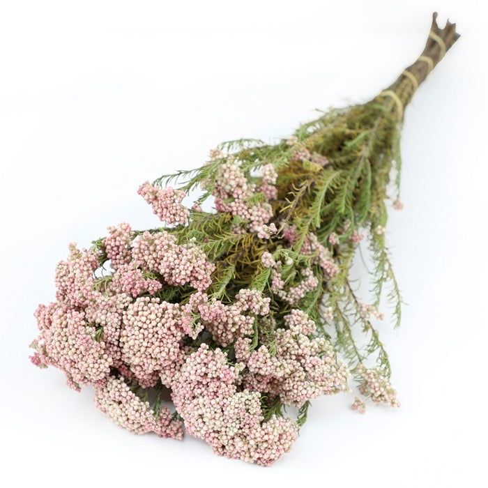 Pink Rice Flower Bunch – LSF Wholesale