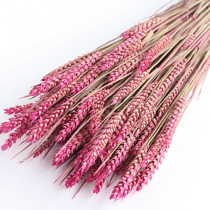 Pink Wheat Bunch (Dyed) – LSF Wholesale