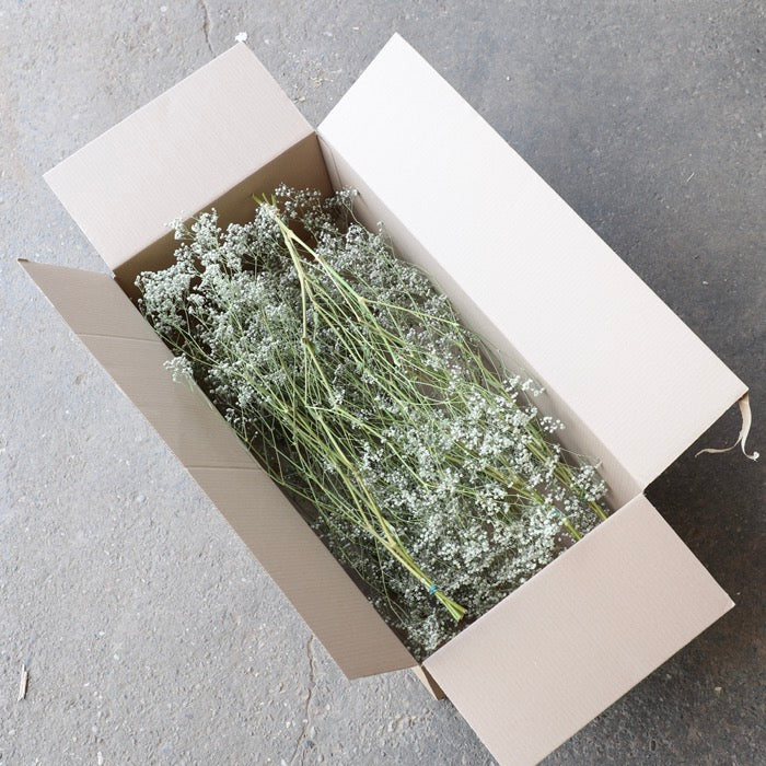 Gypsophila - Box of 10 – LSF Wholesale