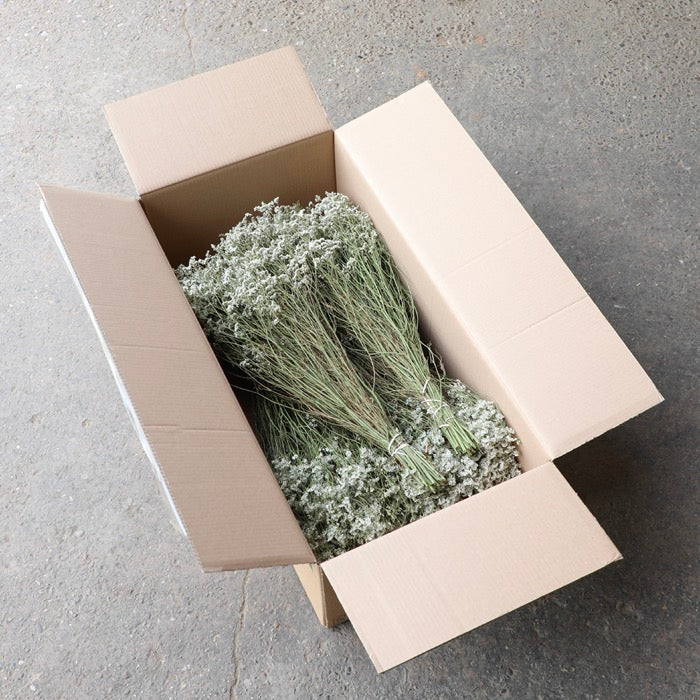 White Limonium Bunch - Box of 25 – LSF Wholesale
