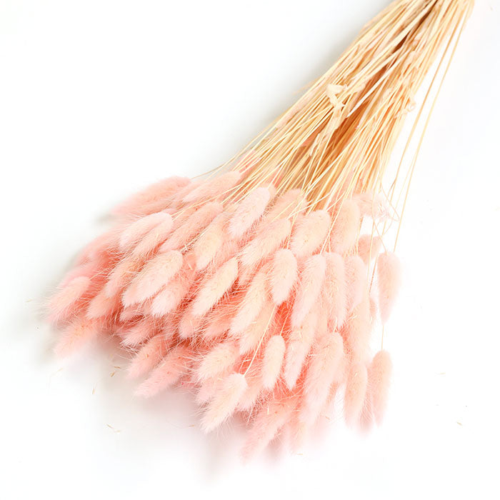 Pastel Pink Lagurus Bunch (Dyed) – LSF Wholesale