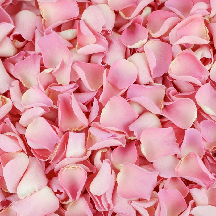 Light Pink Rose Petals – LSF Wholesale