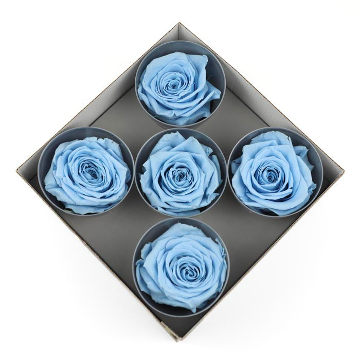 Blue Preserved Rose Heads (Pack of 5) – LSF Wholesale