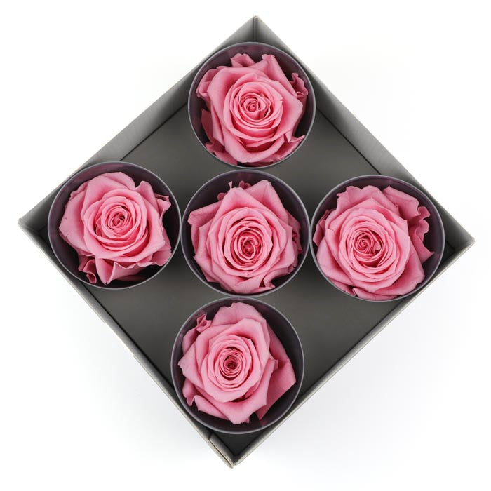 Pink Preserved Rose Heads (Pack of 5) – LSF Wholesale
