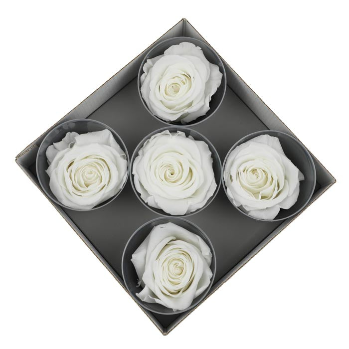 White Blue Preserved Rose Heads (Pack of 5) – LSF Wholesale