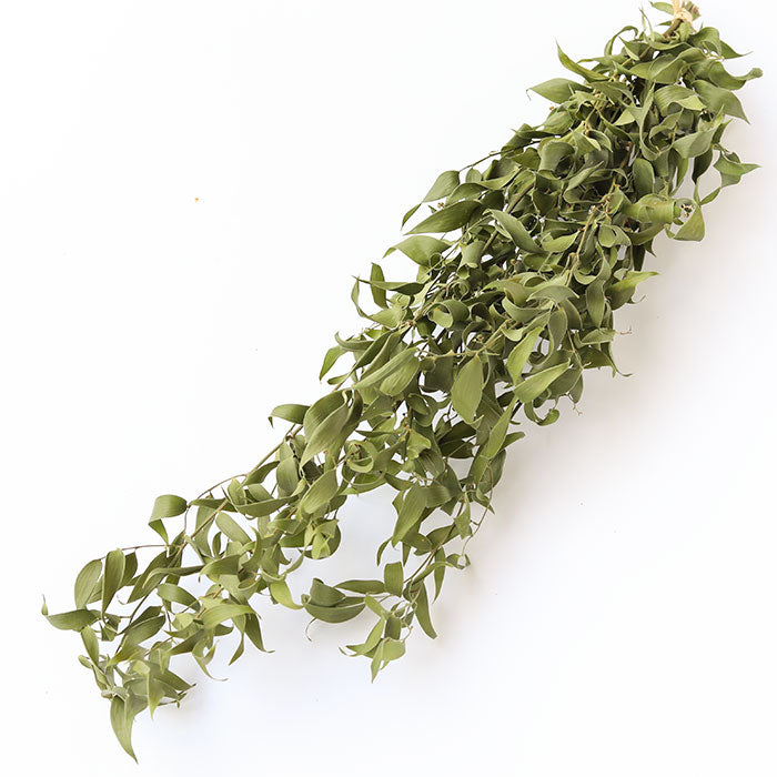 Dried Natural Ruscus Bunch – LSF Wholesale