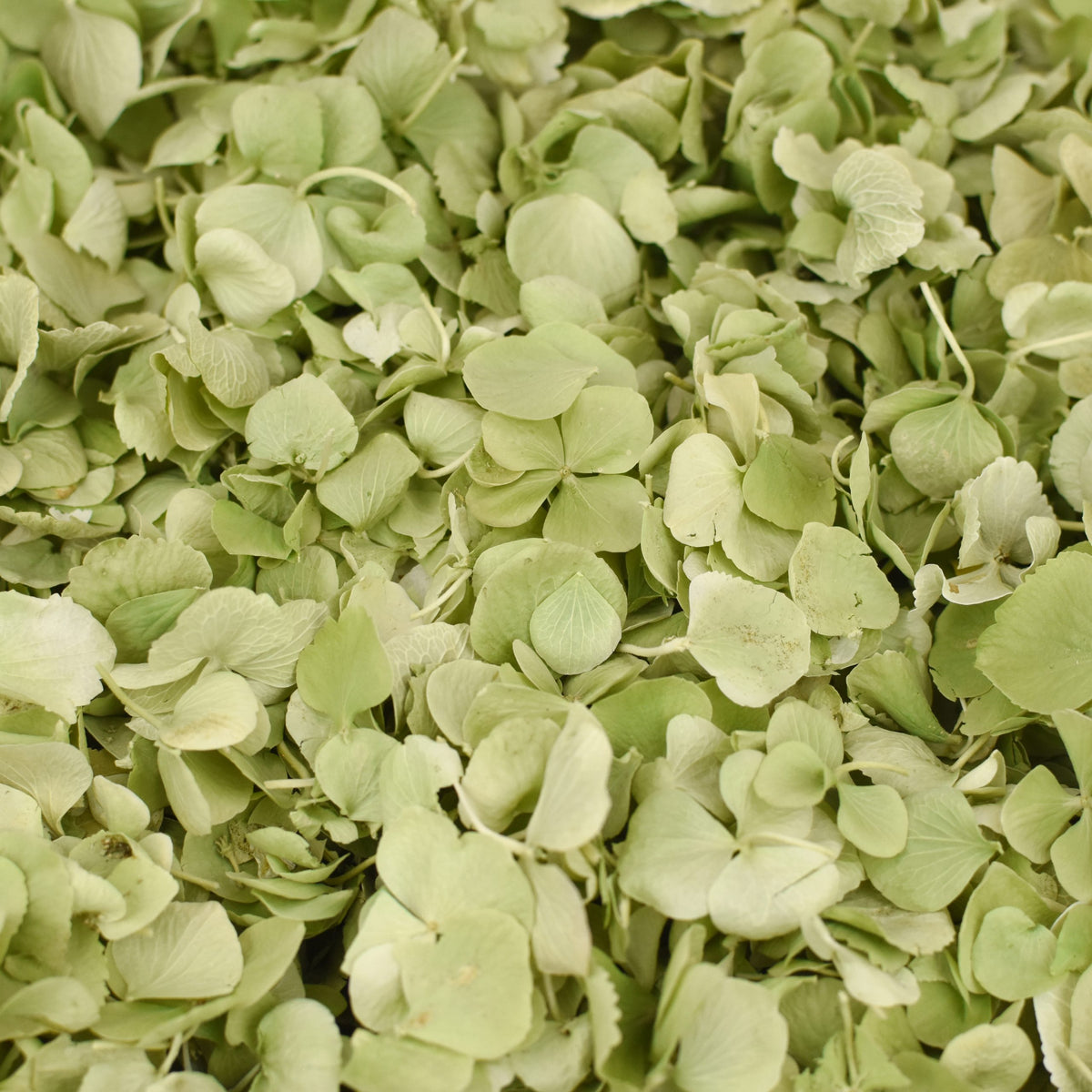 Green Hydrangea – LSF Wholesale