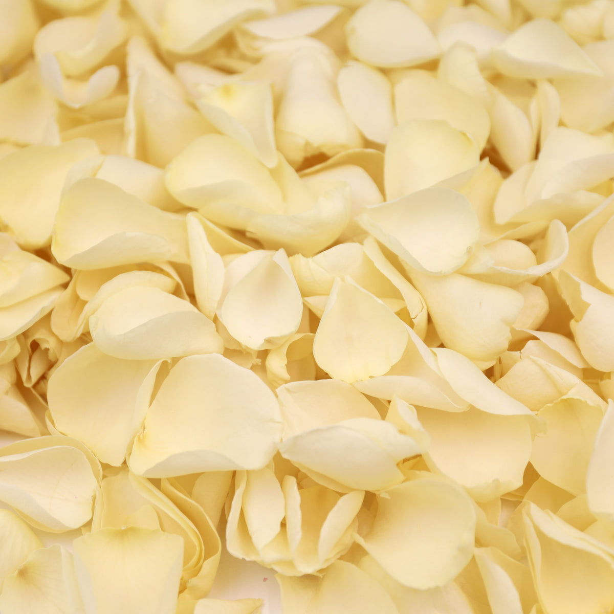 Ivory Rose Petals – LSF Wholesale